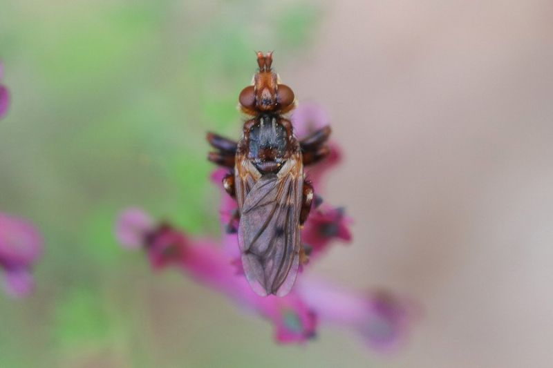 Conopidae - Myopa sp. , Natura Mediterraneo | Forum Naturalistico